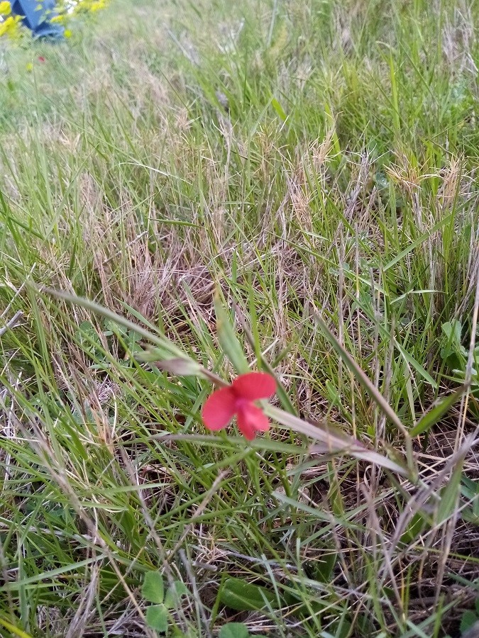 Gesse à graines sphériques